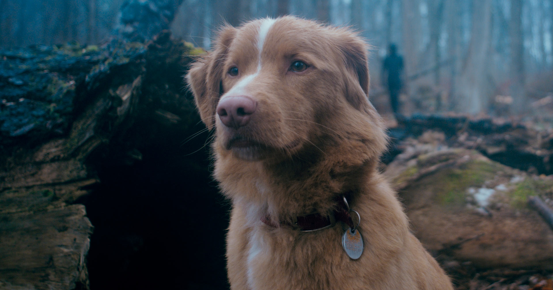 ‘Bom Menino’, terror a partir da visão de um cachorro, ganha cartaz e data de estreia no Brasil ...